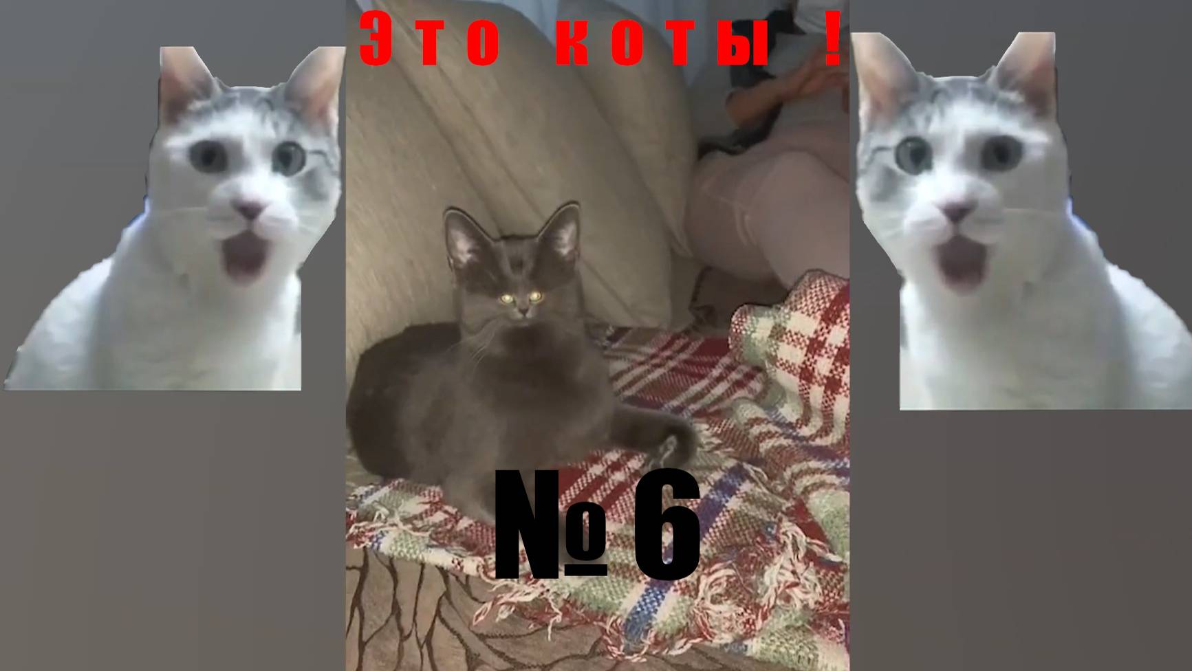 Новые видео с котами! Смешные коты, подборка. Часть 6. Приколы!  Смешно!  ЭТО КОТЫ !