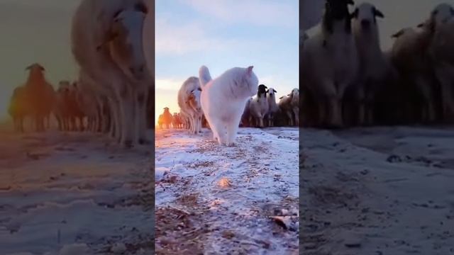Кот пастух ведет стадо овец