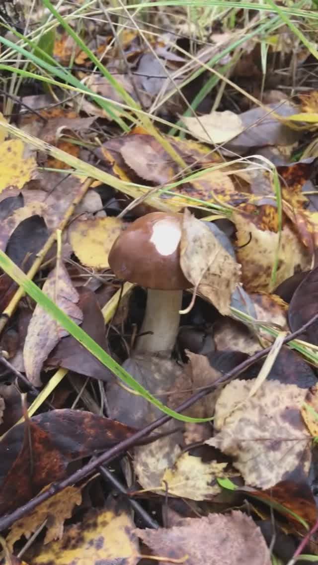 Очень красивый гриб