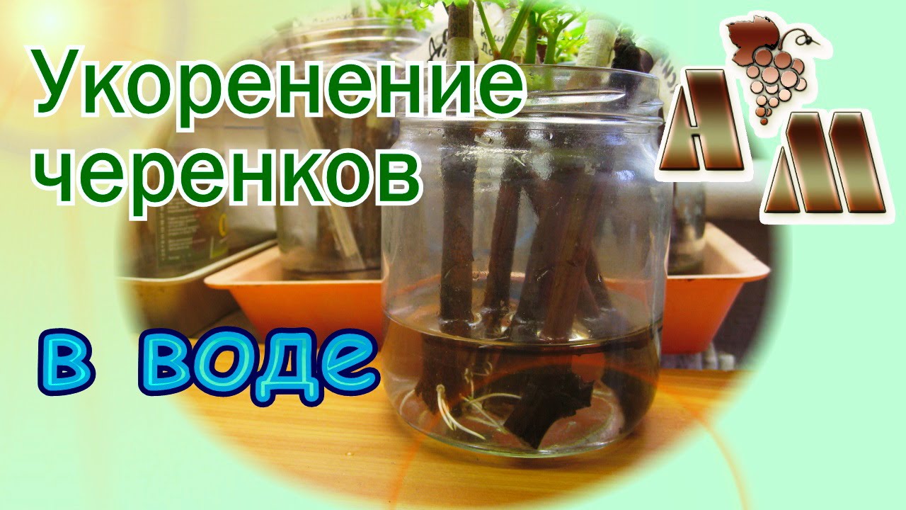 ? Укоренение черенков винограда - 3. Укоренение в воде