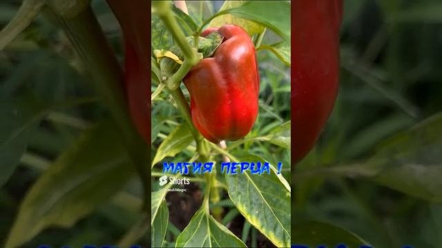 МАГИЯ ПЕРЦА!#magic #tarot #gemüse #nature #humor #humorvideos  #мистика