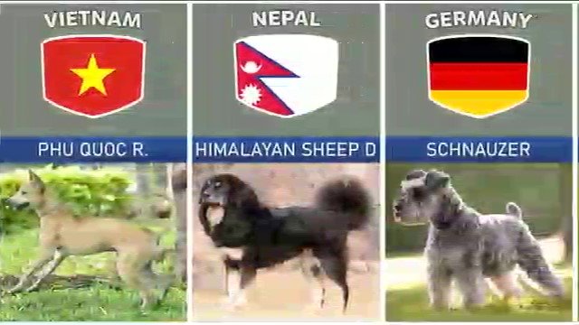 ❤️ПОРОДА СОБАК (Dog Breeds)