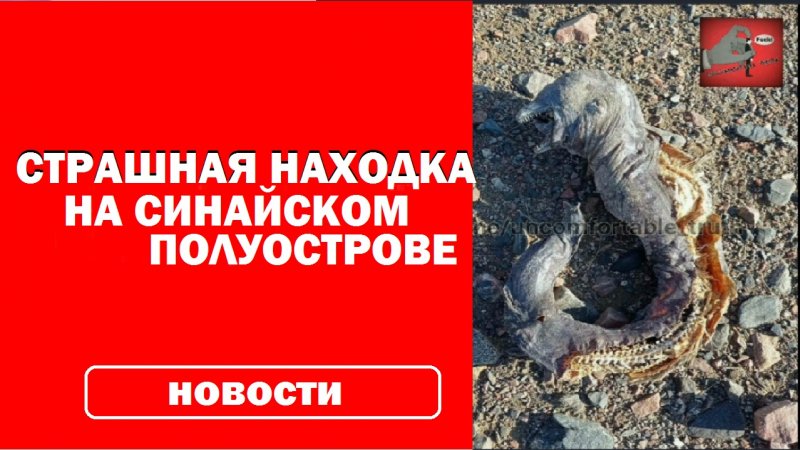 ❗страшная находка на Синайском полуострове❗