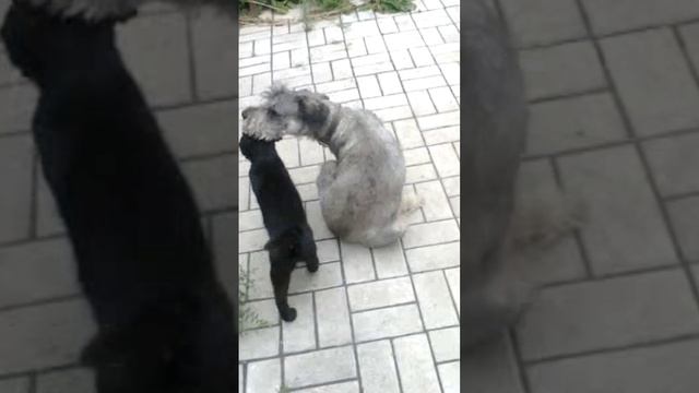 Дружба кота и собаки бывает?