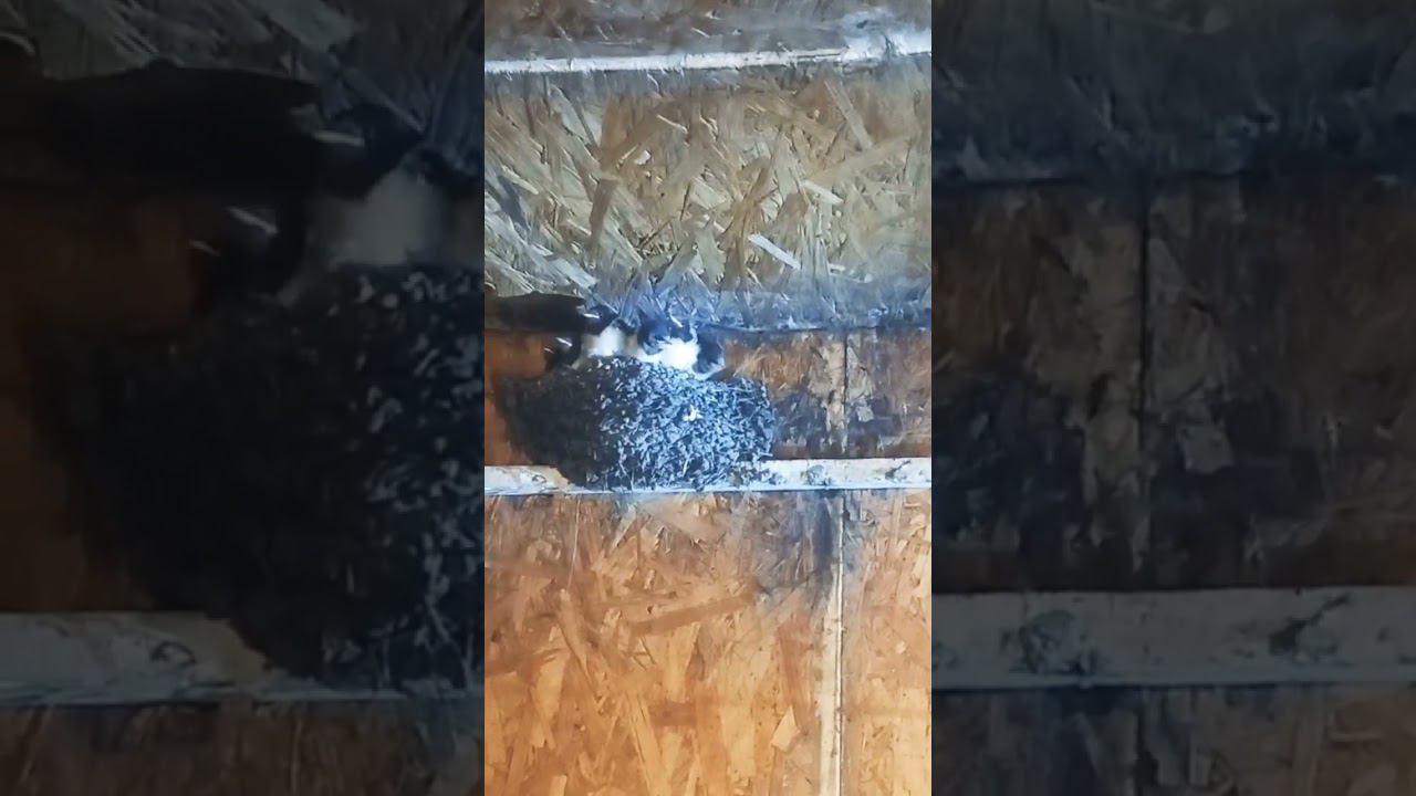 У нас в коровнике всем места хватает