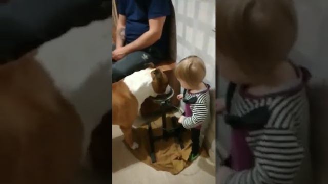 амстафф и ребёнок
