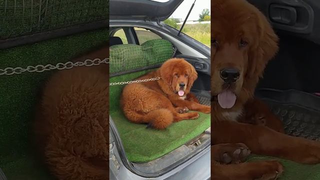 щенки тибетского мастифа