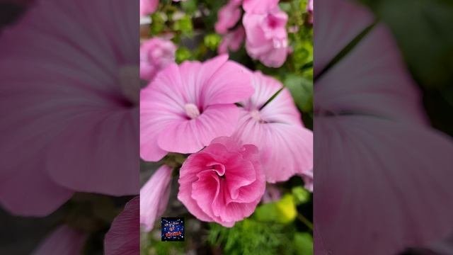 Цветок Лаватера🌸
