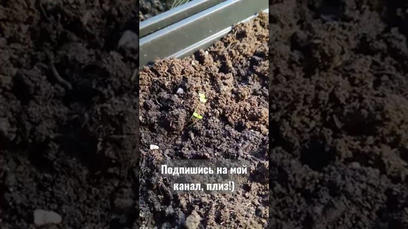 Скоро вырастет пальма!)