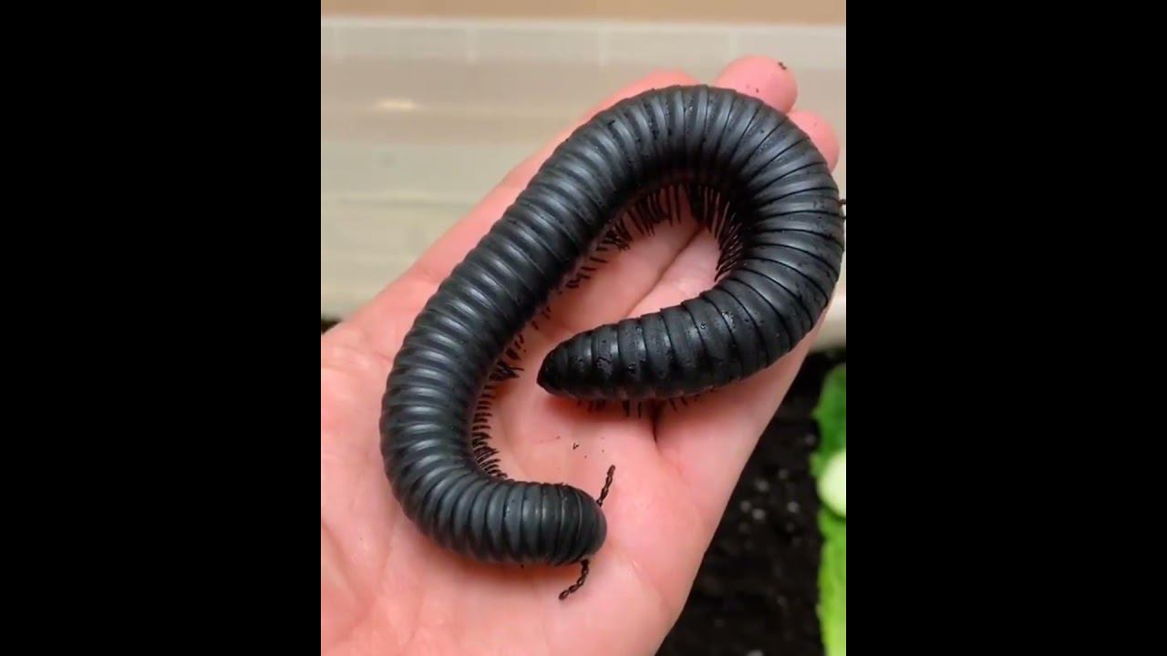 Нашествие многоножек 2. Подборка