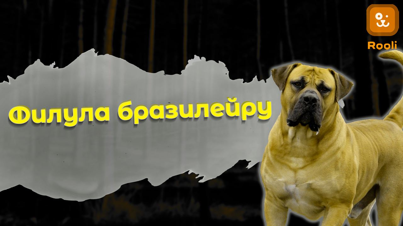 Фила Бразилейро: особенности породы, фото собак, советы по уходу и выбору