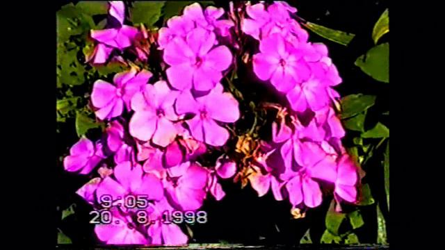 Музыка цветов