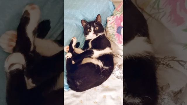 Котик с ДЦП. Милый, не так ли?