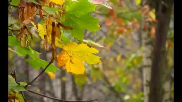 Видео клип песни Березонька - Владимир Гуляев