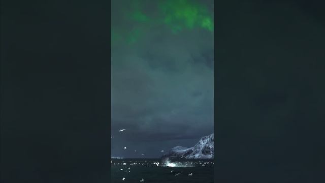 Северное сияние и косатки