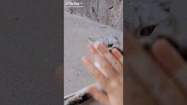 котяра 😼🐱