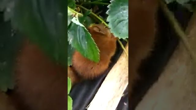 Клубничный воришка.mp4