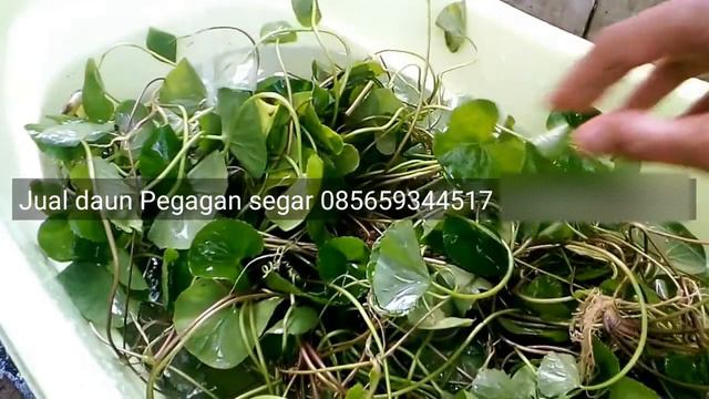 daun antanan khasiat manfaat untuk jerawat asam urat nutrisi otak ...