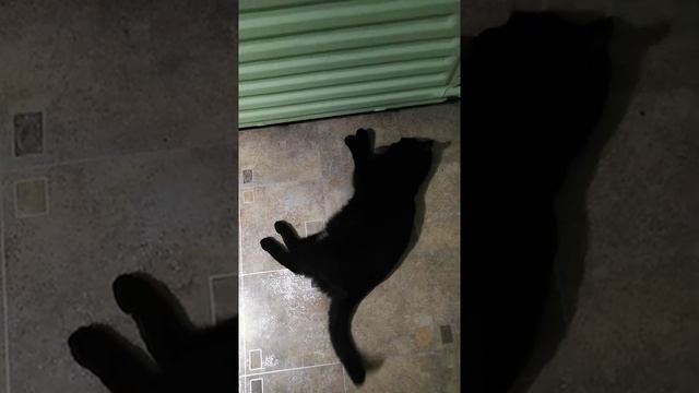Чёрный котик. Мыши. #говоримкрасиво #попробуйповтори #котики