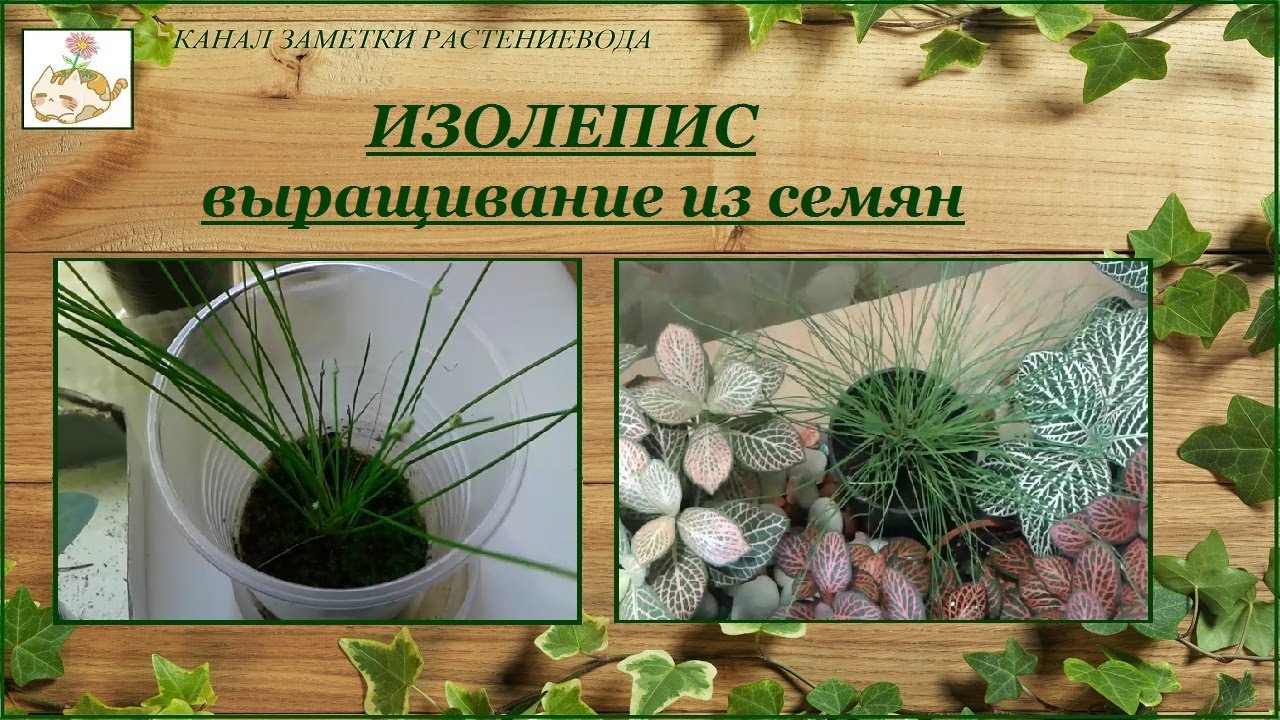 Изолепис выращивание из семян, мой опыт