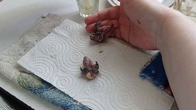 Кормление птенцов японской амадины нутрибëдом.