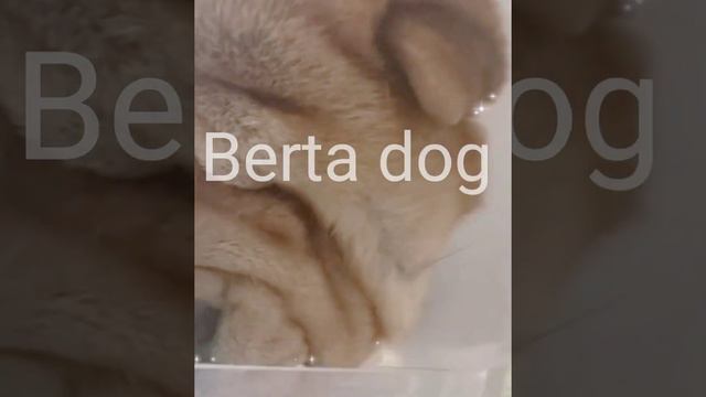 эдит про чау чау 🥰😘