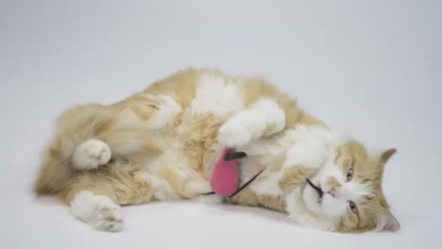 Кот играет с фитомышкой