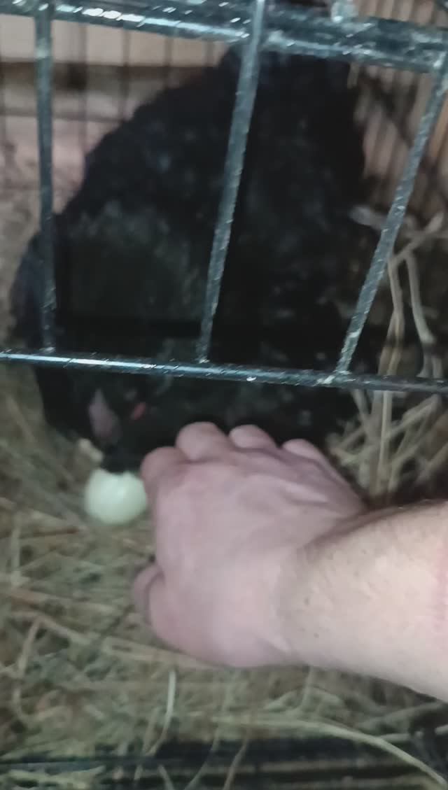 НАСЕДКА ЗАЩИЩАЕТ ВЫВОДОК #цыплята #наседка #выводок #инкубация #двфо #chicken #гектар #птицеводство