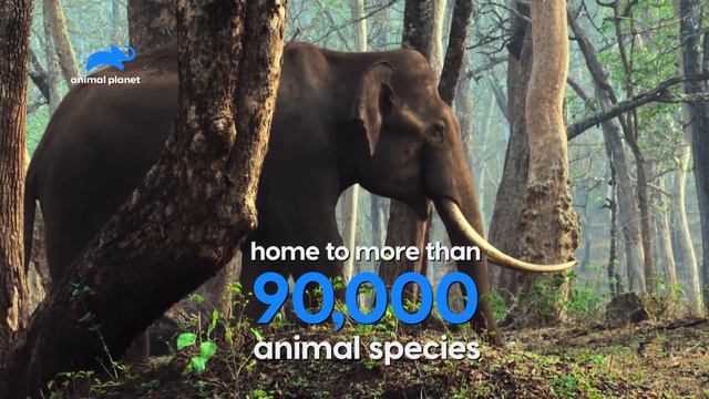 Sounds of the Indian Wildlife | Animal Planet x RaagaTrippin ...