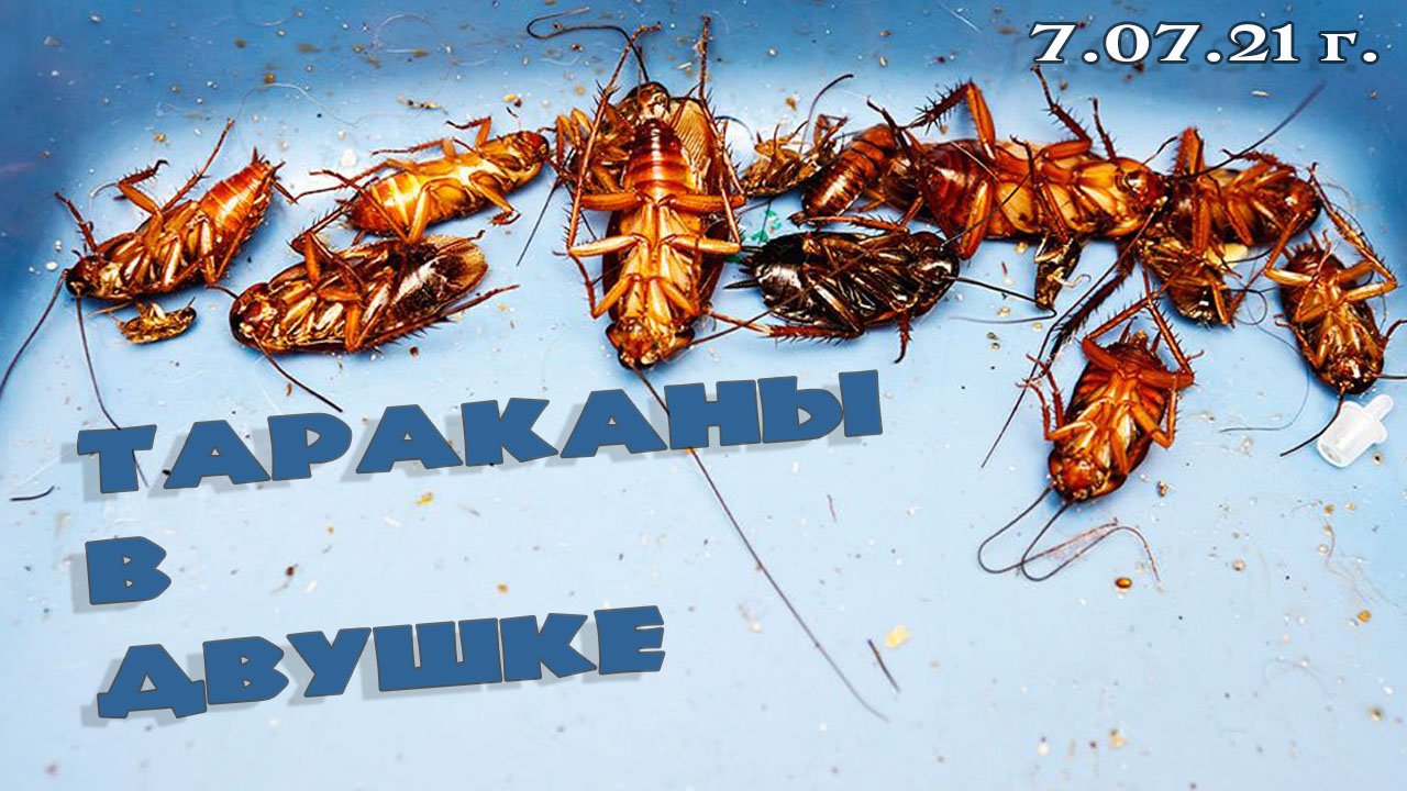 7 Июля 2021г Уничтожение ТАРАКАНОВ