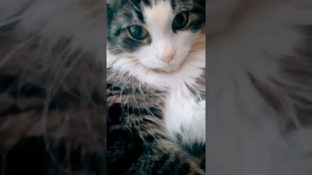 Говорящий кот - Котлетку дай