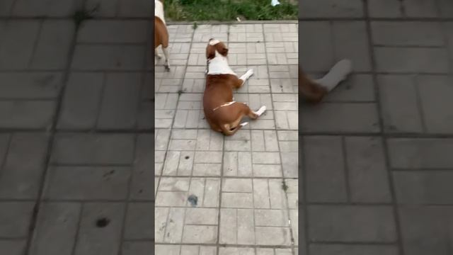 НАШИ ХУЛИГАНЫ….ИНГА ХОСРОЕВА . ВЕДЬМИНА ИЗБА ?
