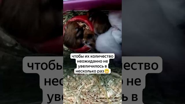 Когда хомячки готовы к самостоятельной жизни