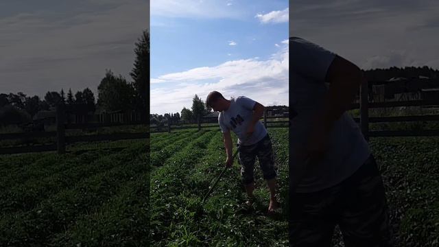 Деревенский трудяга. 
Прополка картофеля. 
#деревня #деревенскаяжизнь #огород #сад #картошка