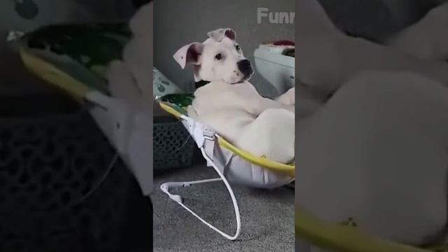 Смешные Животные