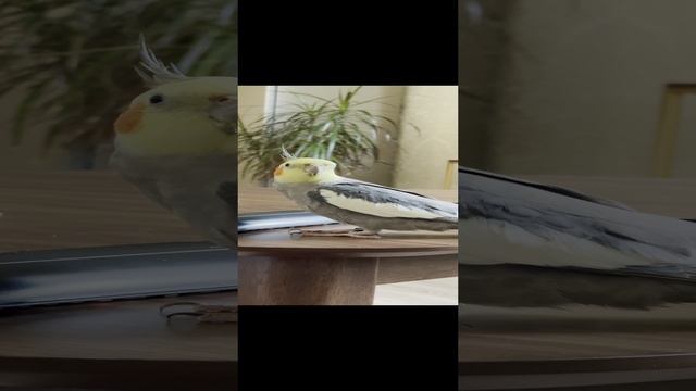 Корелла.mov