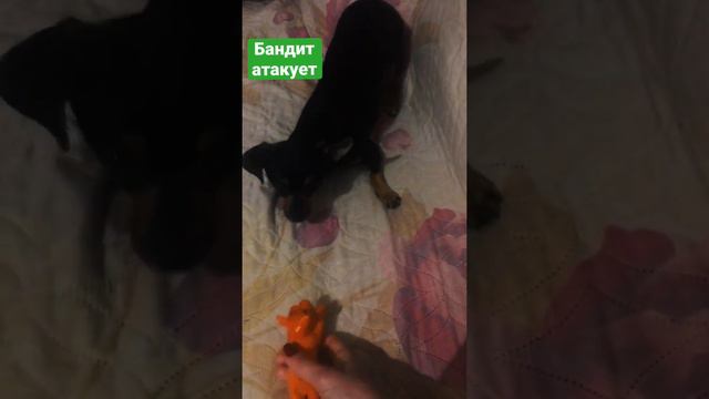 Собака злой Той Терьер атакует игрушку. Funny dog RUSSIAN TOY