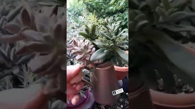 70 tl Grapto bronzeler Krasula sedum
