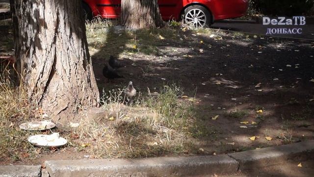 Игорь Захаревич совместно с Максимом Козловским в городе Светлодарске 07.09.2022