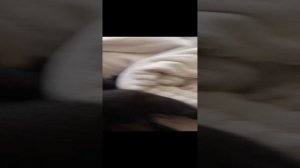 VID_20230725_090131.mp4