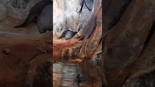 Милые выдры. Александра Миркушова