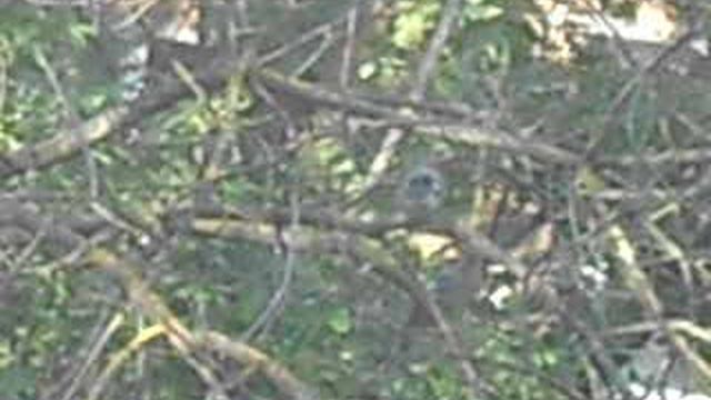 Сойки на дереве 64848 DSCN4623