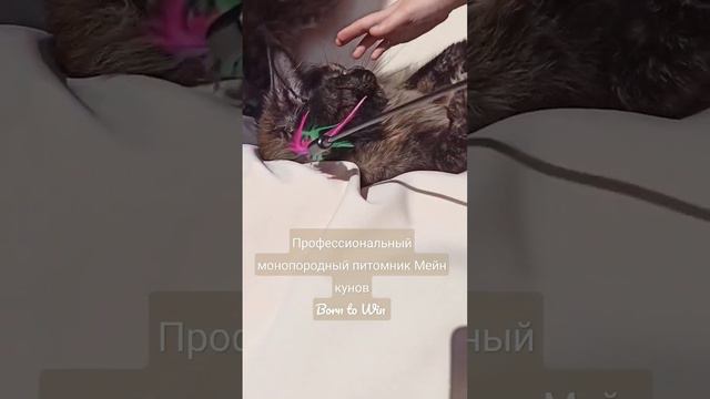 Питомник Мейн кунов Born to Win ❤️.