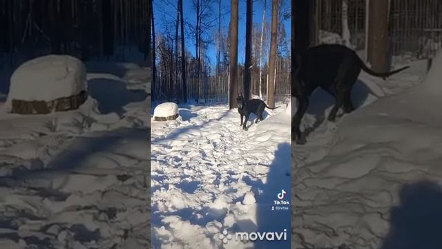 Презентация немецких догов