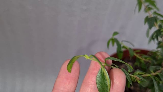 Тарентино зеленый 4