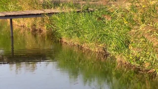 20_08_2020_СТАВРОПОЛЬ_ТРЕТЬЯ РЕЧКА.mp4