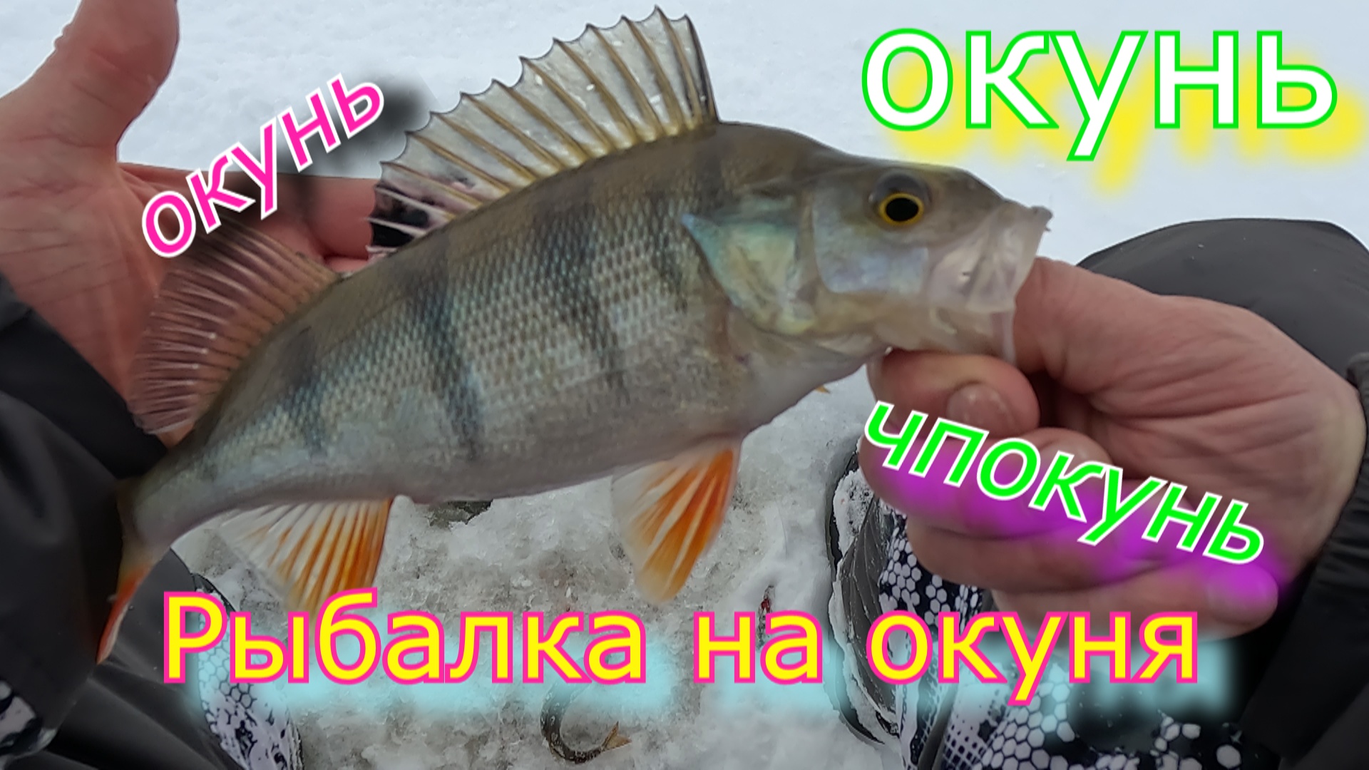 Февральская рыбалка на окуня. Ловля окуня на блесну зимой!