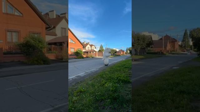 Когда закончилось поздравление, белый медведь уходит домой!
