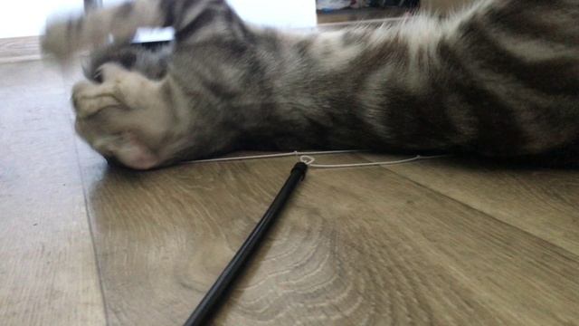 Что в голове у кошки