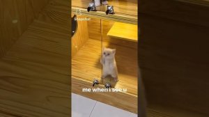 хапи хапи хапи